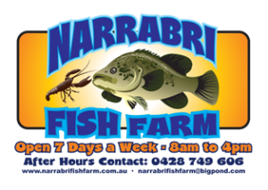 Golden Perch Fingerlings - Narrabri Fish Farm